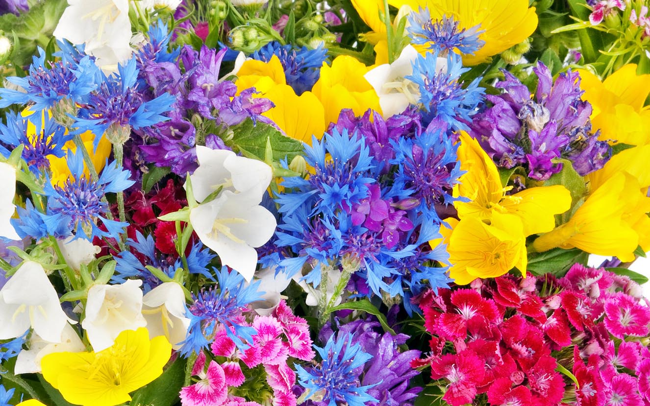 Illinois Florist Fabbrini s Flowers Chicago Florist Chicago Flower Illinois Florist Fabbrini s Flowers Chicago Florist Chicago Flower